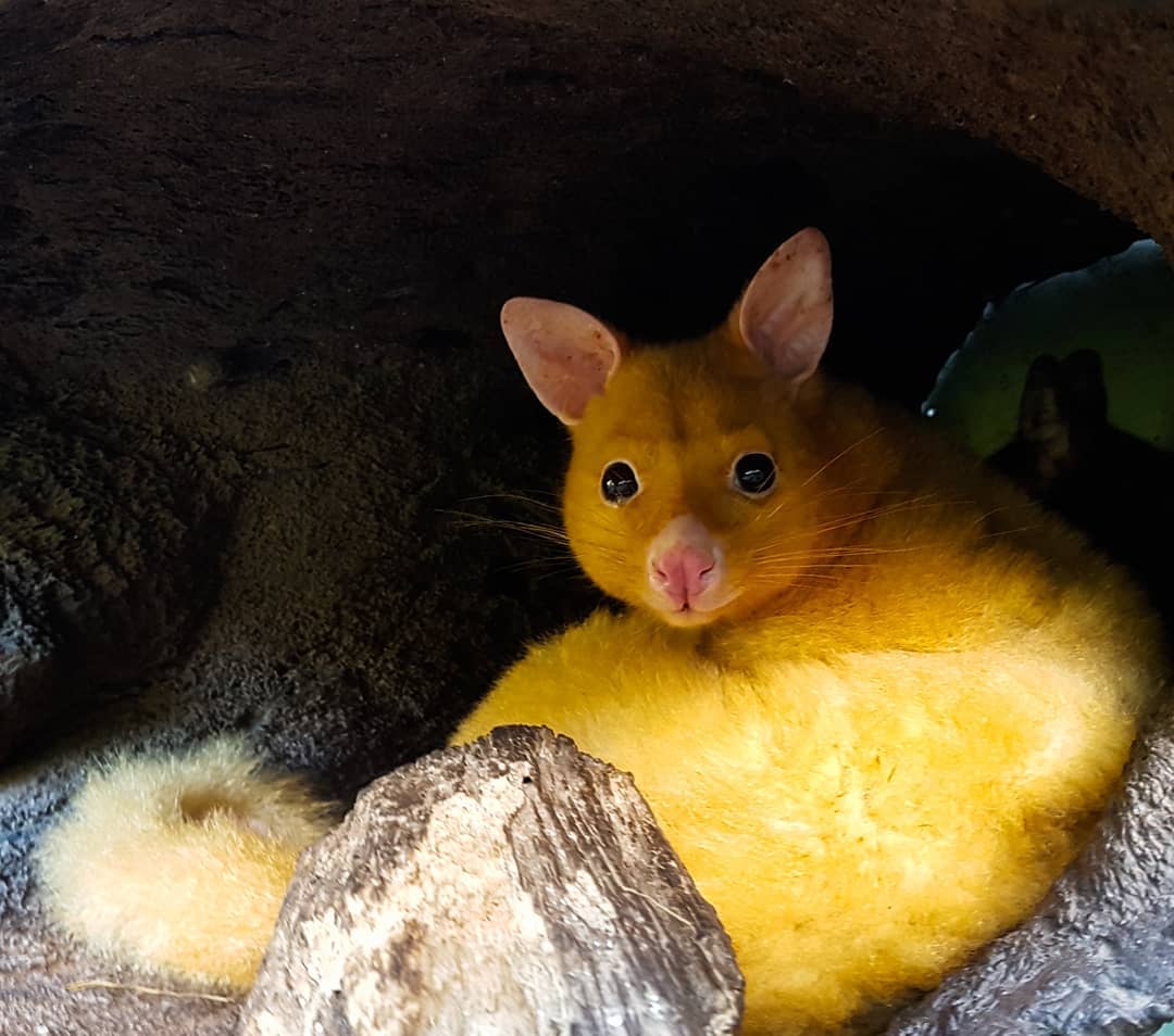 A Rare Golden Possum Found in Australia Resembles a Real-Life Pokemon ...
