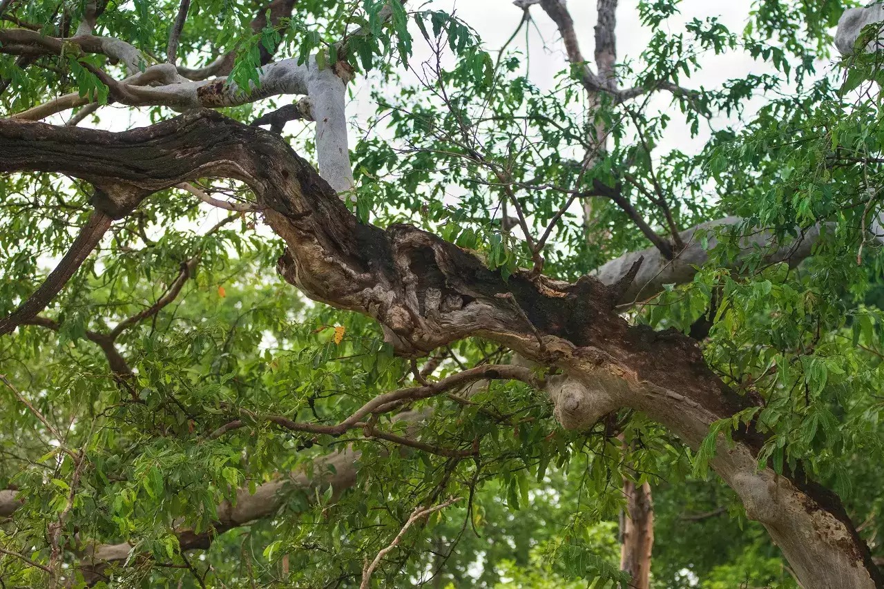 Can you Find The Hidden Creatures in This Wonderfully Disguised Picture ...