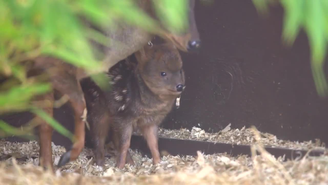 CUTE! Southern Pudu, The World’s Smallest Species of Deer, is Born in ...