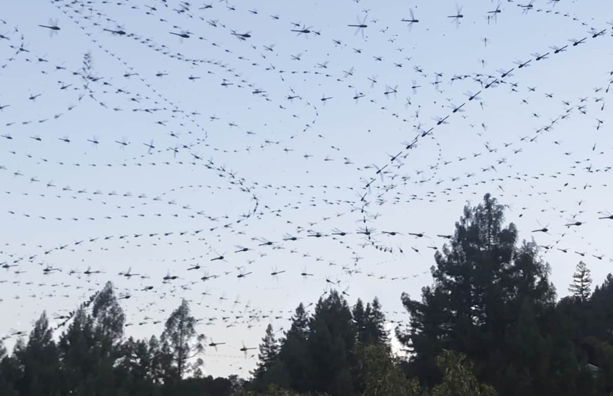 Photographer Creates Mesmerizing Flight Trails of Winged Creatures as a ...