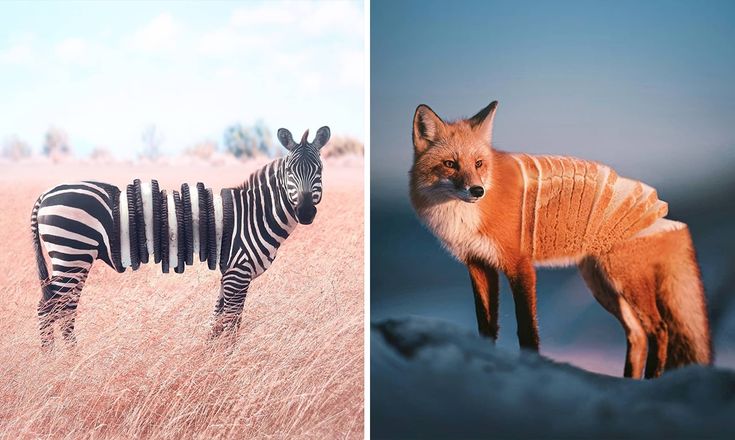 Surreal Photo Mash-Ups Ingeniously Combine Animals and Food - Hasan Jasim