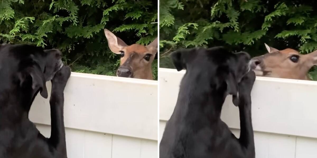 Over The Fence, a Deer Befriends a Dog and Returns Every Day To Visit ...
