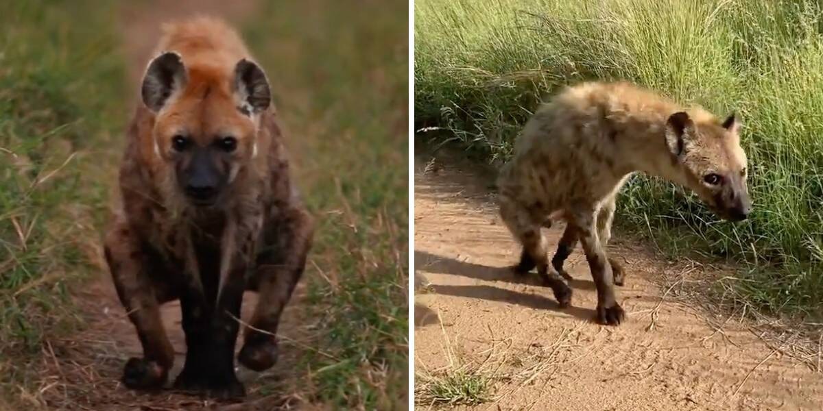 A Very Intelligent Hyena Teaches Himself To Walk On Two Legs - Hasan Jasim