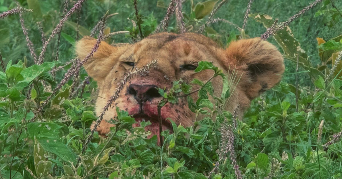In a South African Game Reserve, a Pride of Lions Consumes Rhino ...