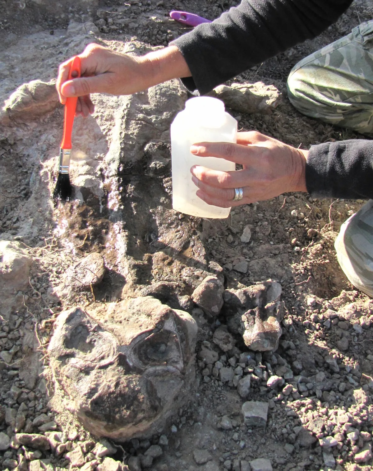 Mammal Ancestors’ Flattened Mummies Discovered 250 Million Years After ...