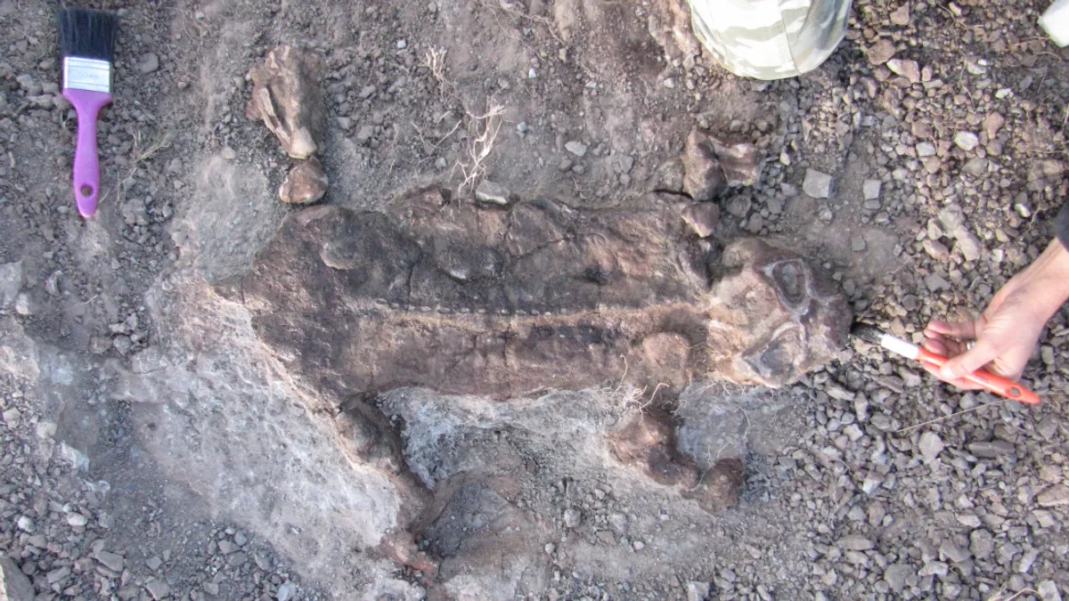 Mammal Ancestors’ Flattened Mummies Discovered 250 Million Years After ...