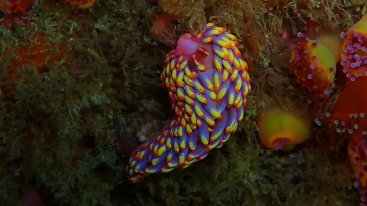 A Rare Rainbow Sea Slug Has Been Discovered Off The Coast Of England ...