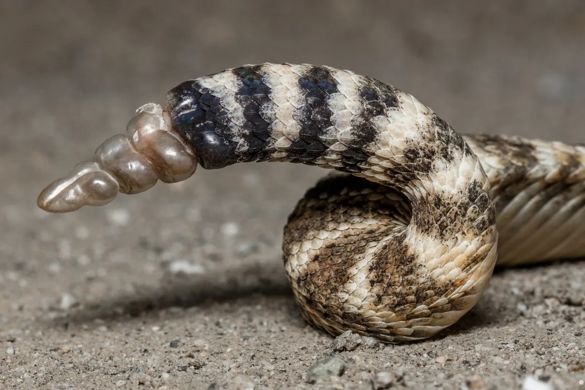 Why Do The Majority Of Animals Have Tails? - Hasan Jasim