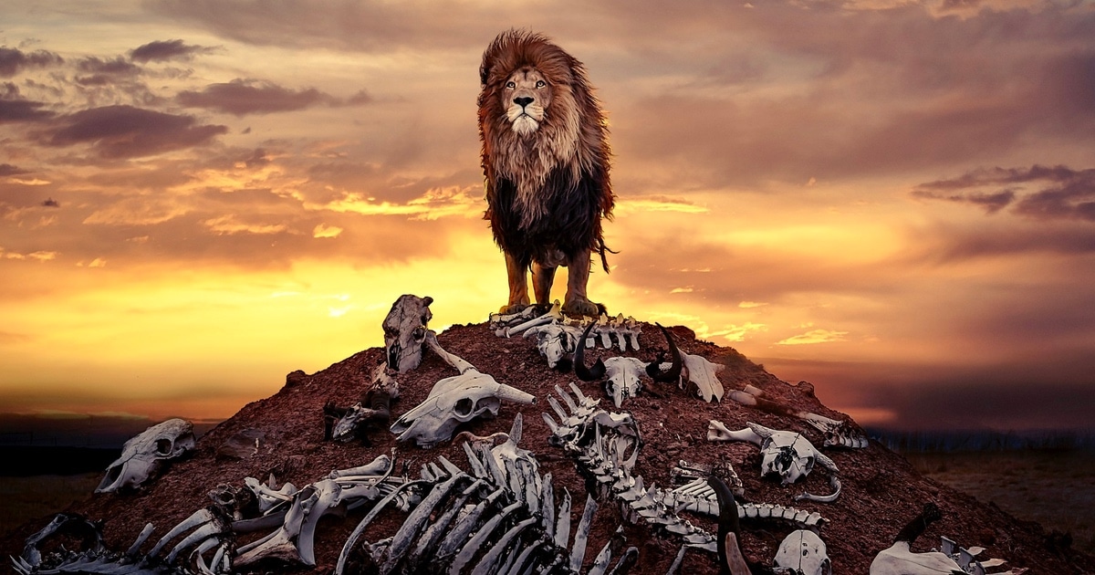 Photographer Captures a Proud Lion Triumphantly Standing on a Hill of ...
