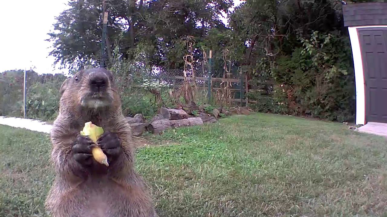 Guy Finds Groundhog Eating All His Crops and Decides To Build Him His ...