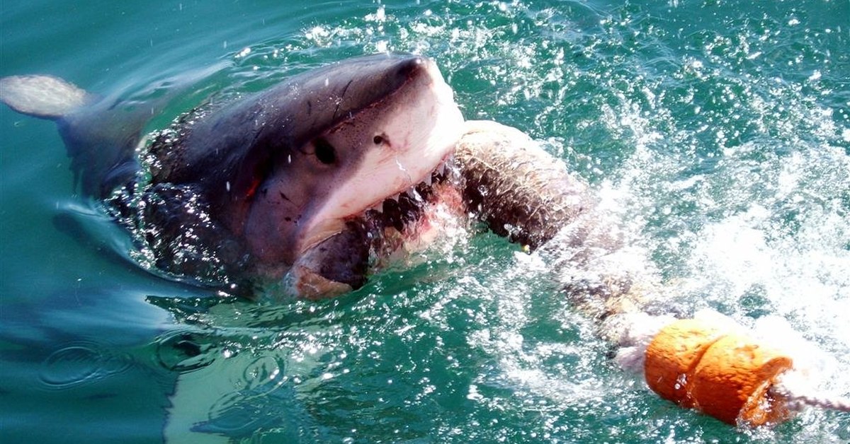 This was The Worst Shark Attack in History, with at Least 150 People ...