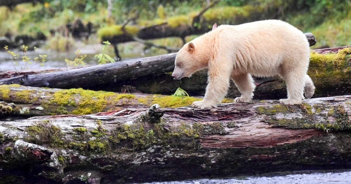 Photographer Captures Rare View of British Columbia’s Spirit Bears ...