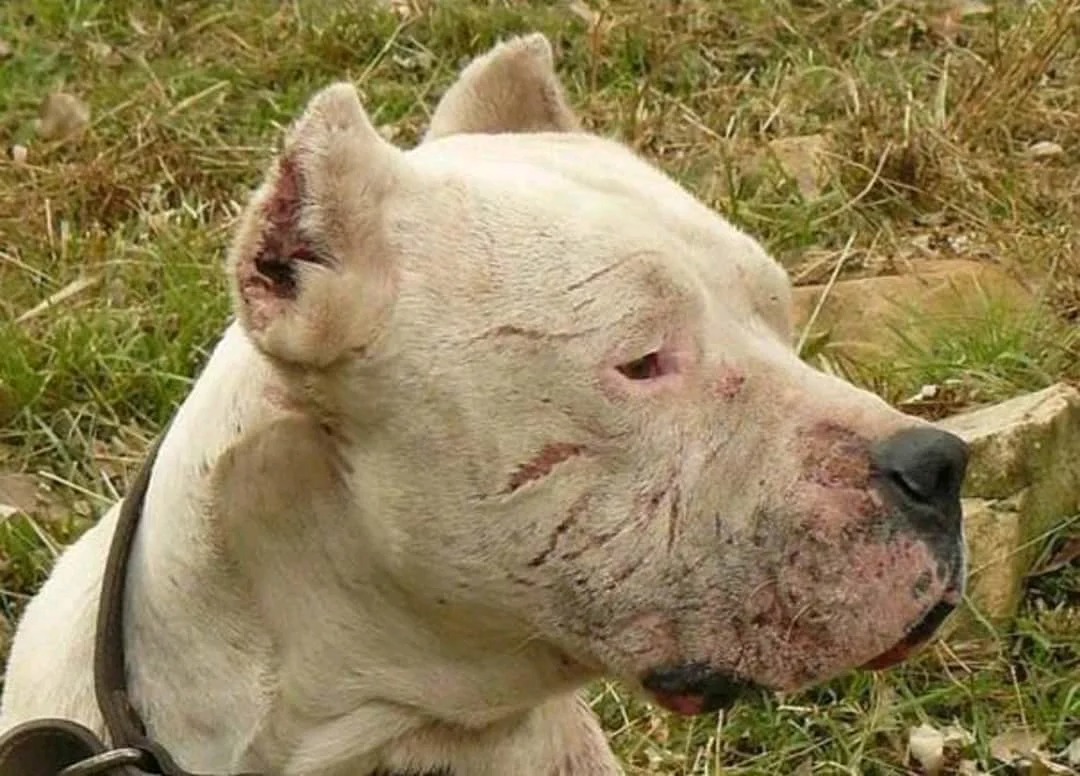 A Brave Dog Risked His Life to Fight Off a Puma and Save Two Young Kids ...