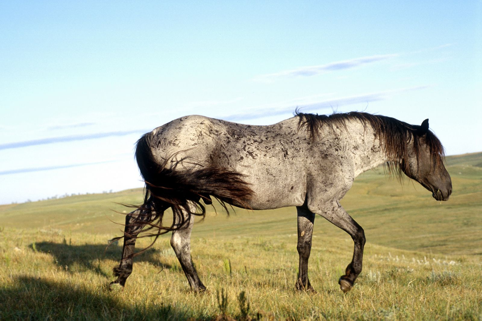 Preventing The Extinction of The Nokota Horse Breed, an Ancestor Of ...