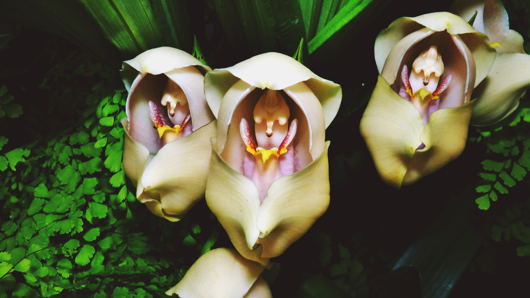 Meet The Cradle of Venus: One of the World's Most Beautiful and Rare ...