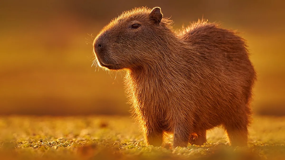 People are Surprised to Learn That Capybaras Can Swim Majestically ...