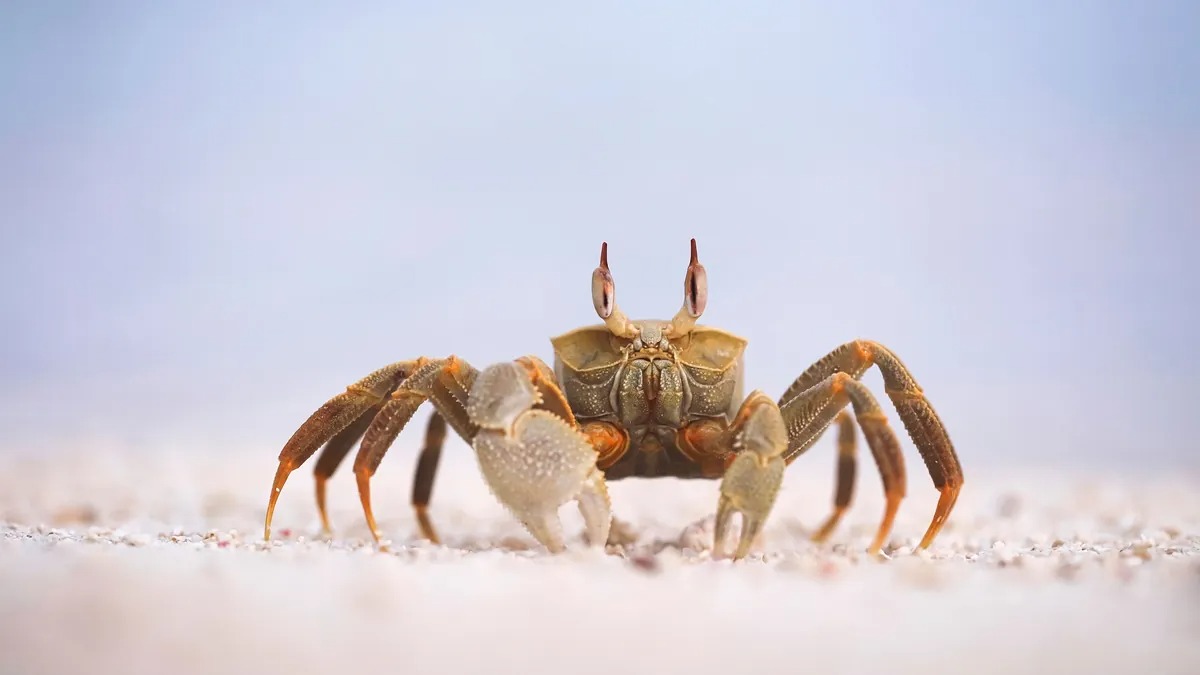 Crab and Lobster-Based Batteries May Represent The Future of Renewable ...