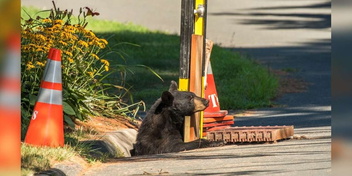 Rescuers Discover That The Bear is Not Alone When They Find Her Stuck ...