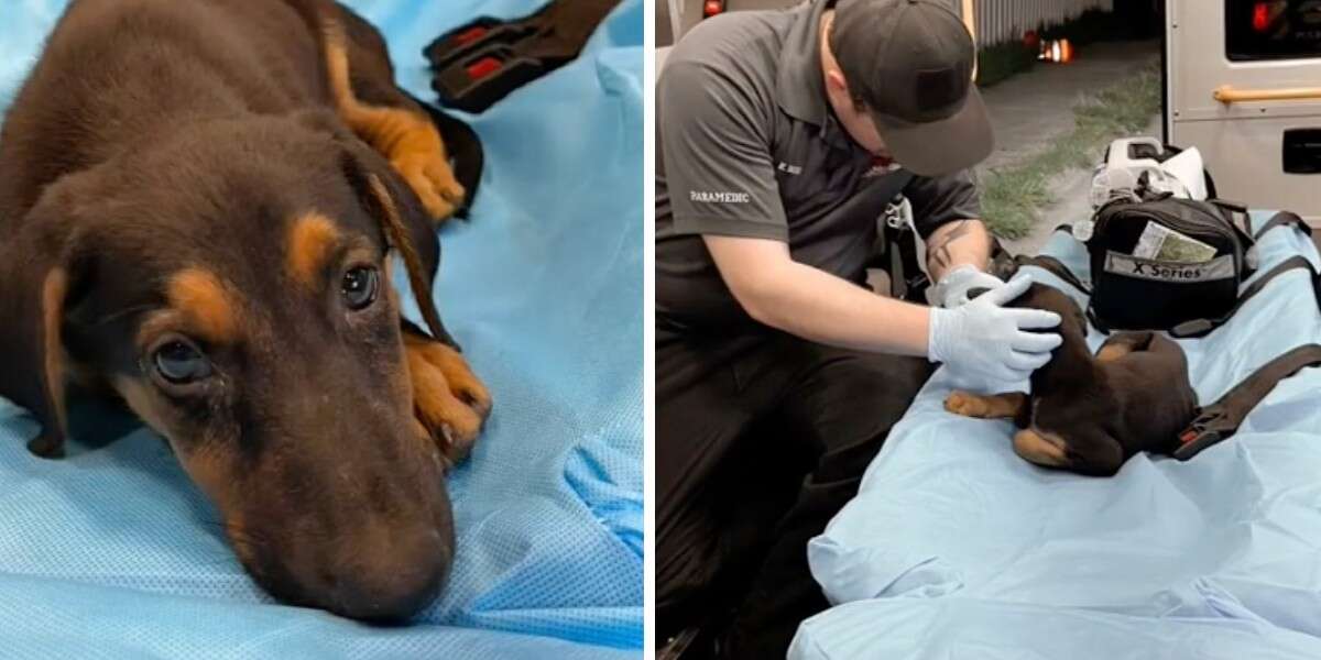 EMT Adopts Grieving Dog He Meets While Traveling to the Hospital ...