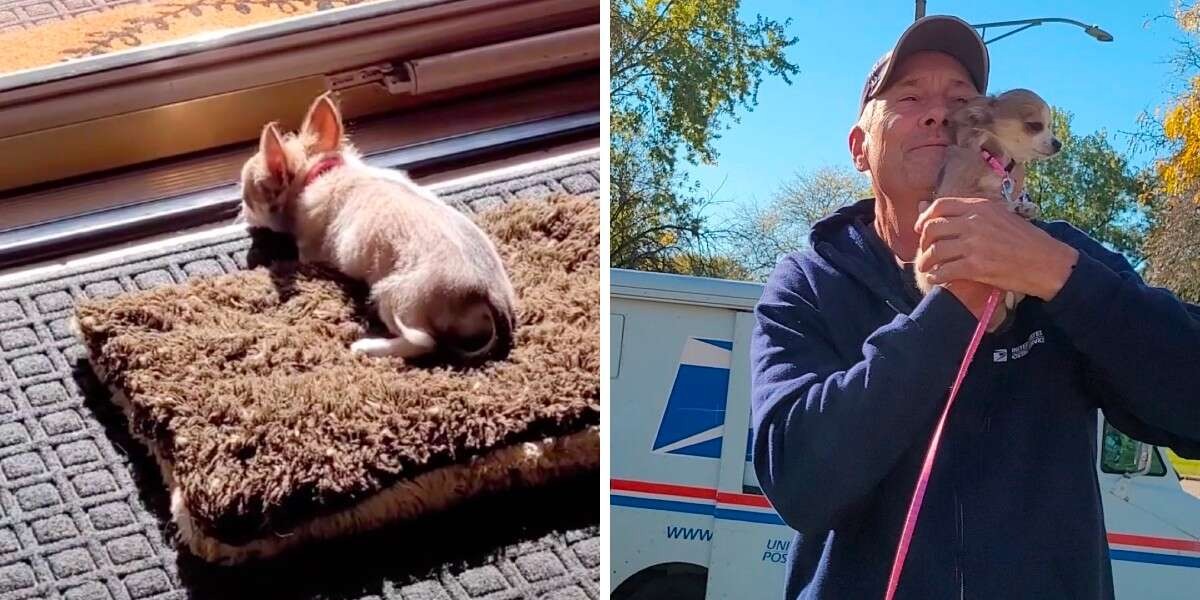 Tiny Dog Awaits Her Favorite Mailman’s Visitation Everyday - Hasan Jasim