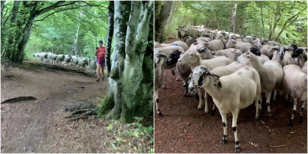 A Runner Looks Back and Discovers a Flock of Lost Sheep Following Her ...