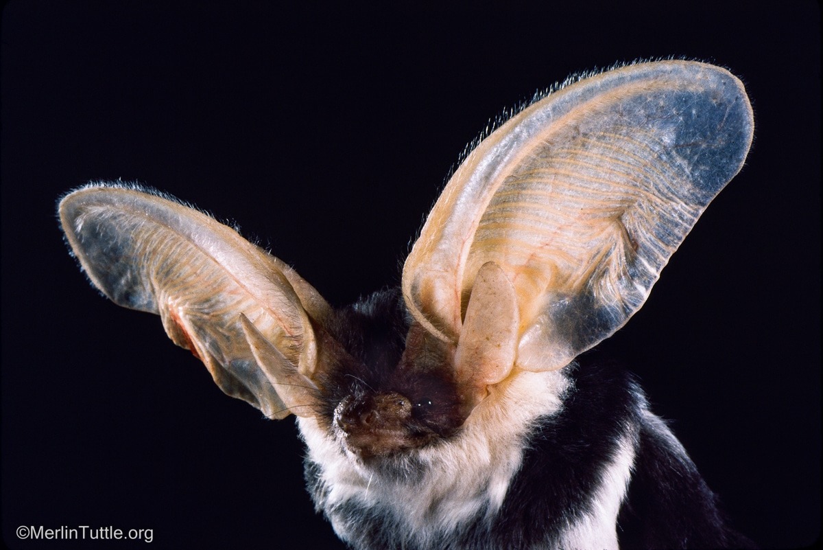 Sweet Bat Portraits Help to Dispel Stereotypes About These Incredible ...
