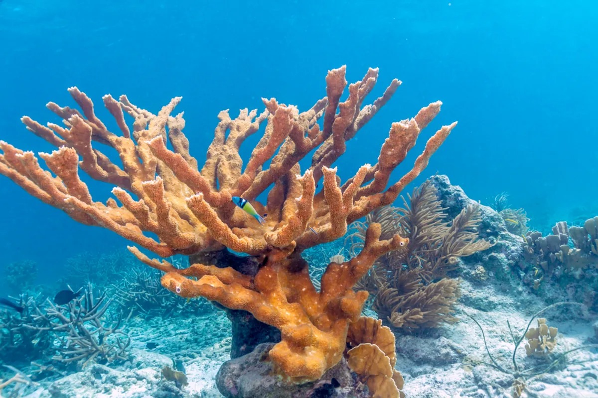 Corals Have Been Discovered to Violate One of Evolution’s Key ...