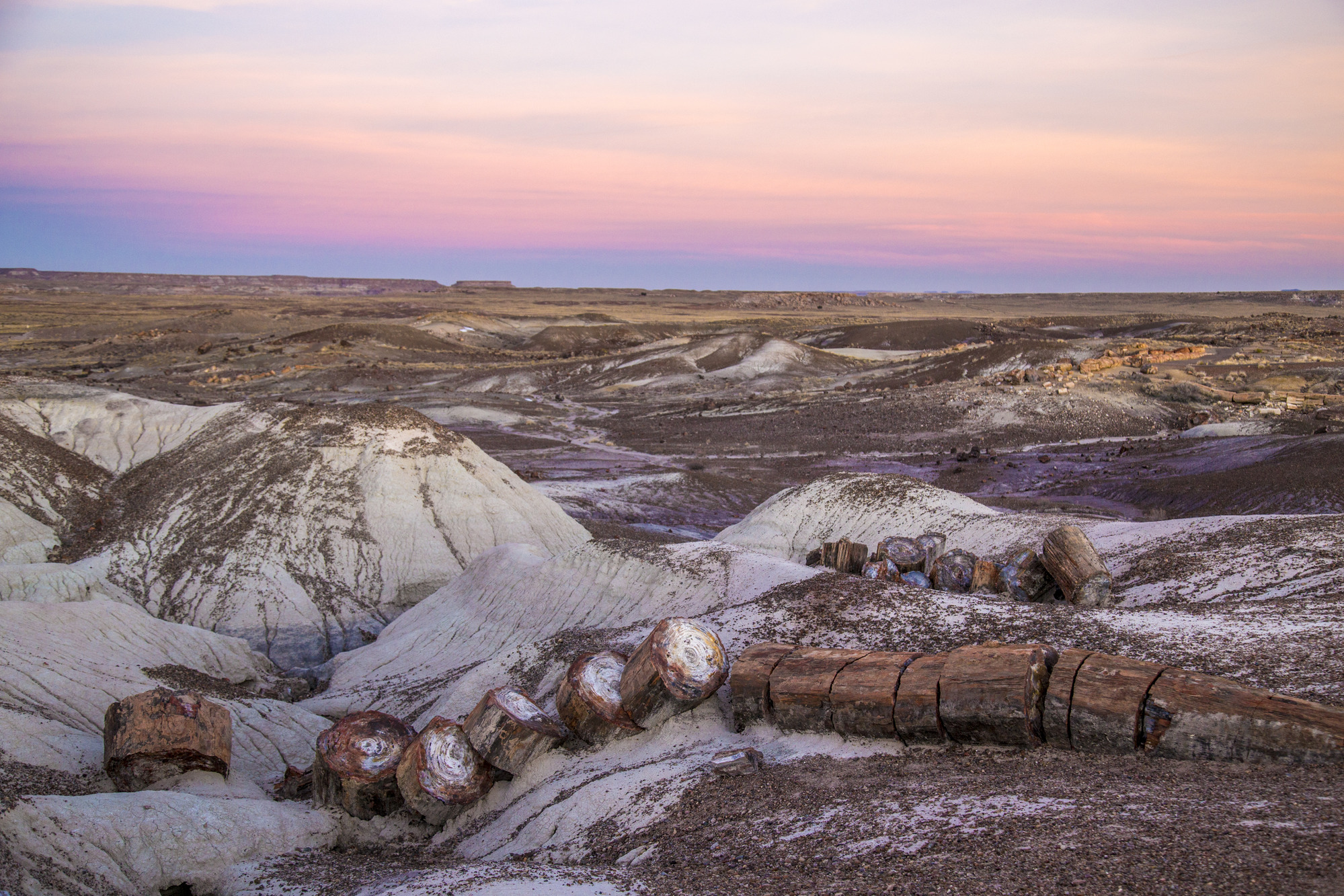 In Arizona, There is a Petrified Opal Tree Trunk (About 225 Million ...