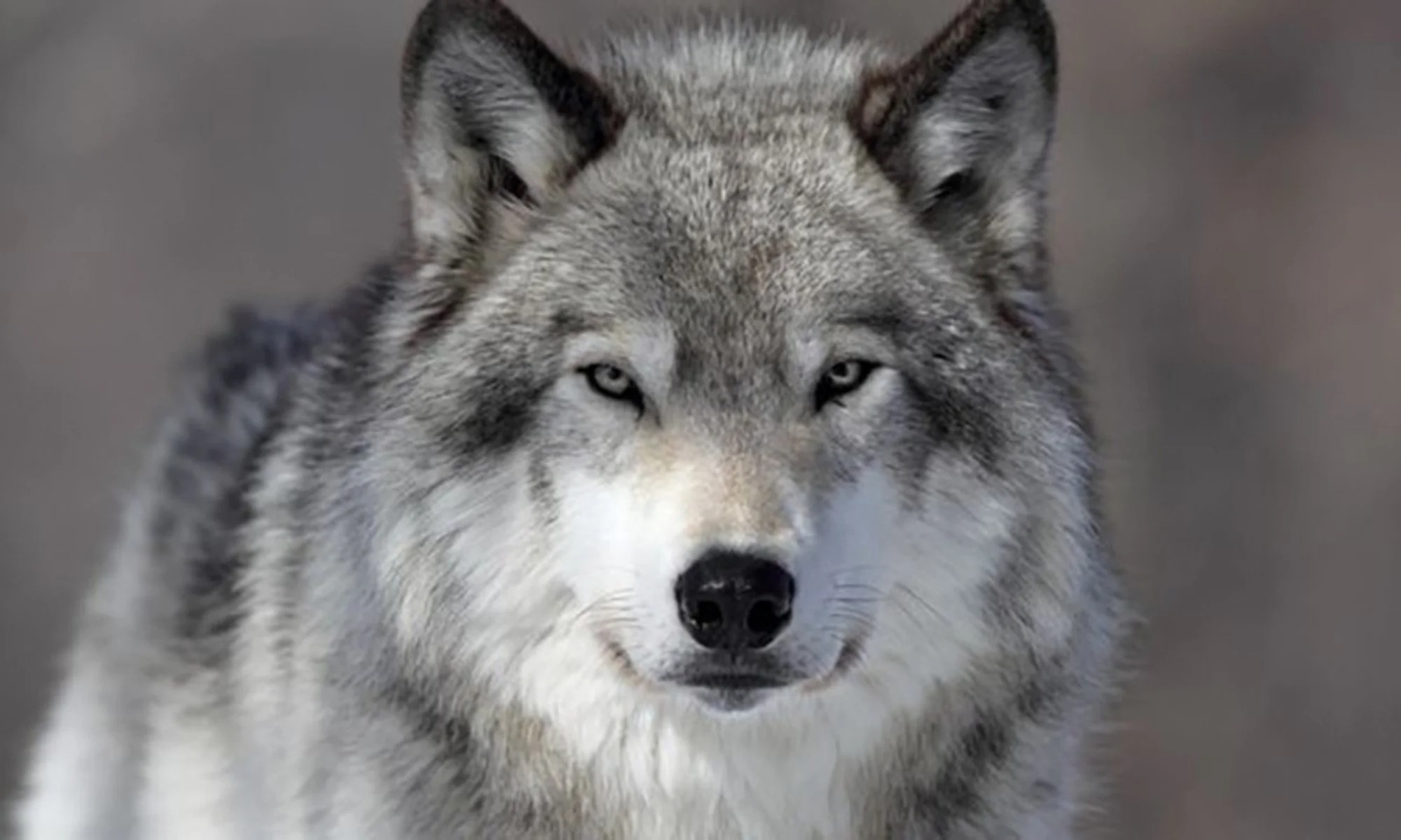 Wildlife Haven For Wolves: In Colorado, It Is Illegal To Kill Wolves ...