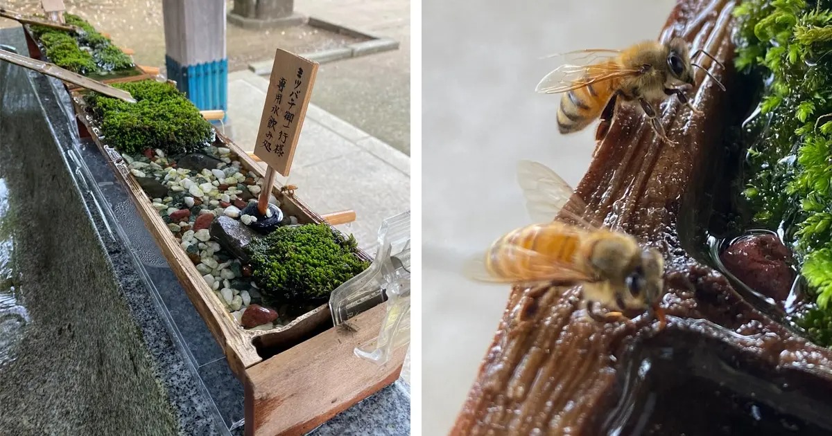 Japanese Shrine Builds Special Water Haven for Bees to Retain Hydration ...
