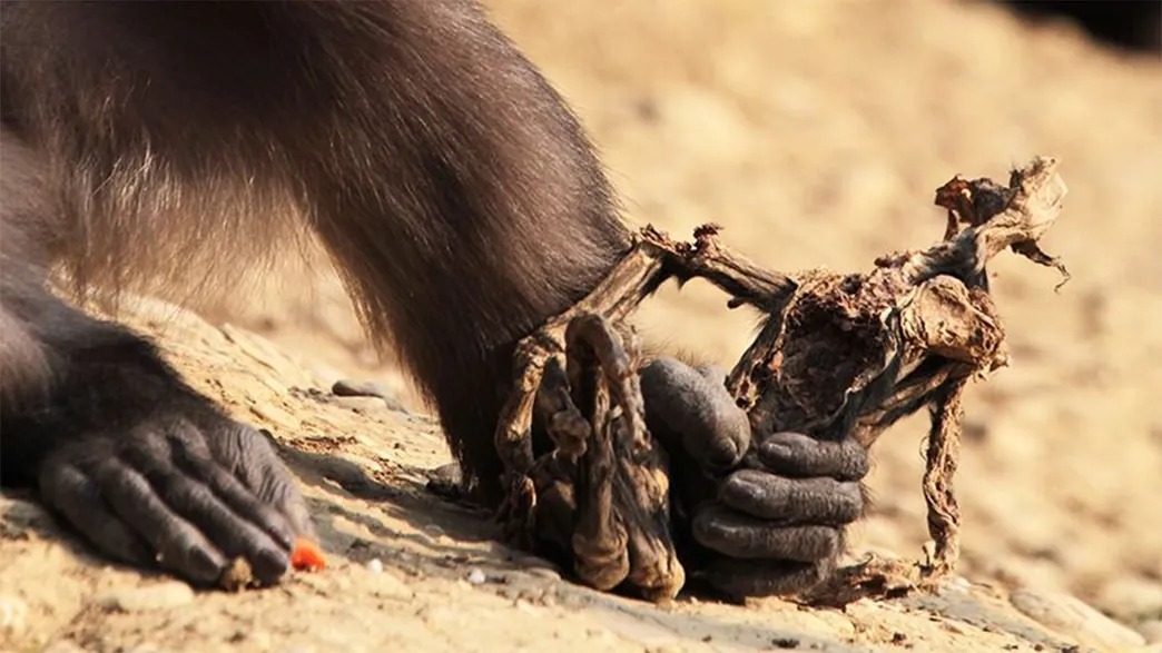 The Terrifying Tale Of The Mother Monkey And What She Did With The ...