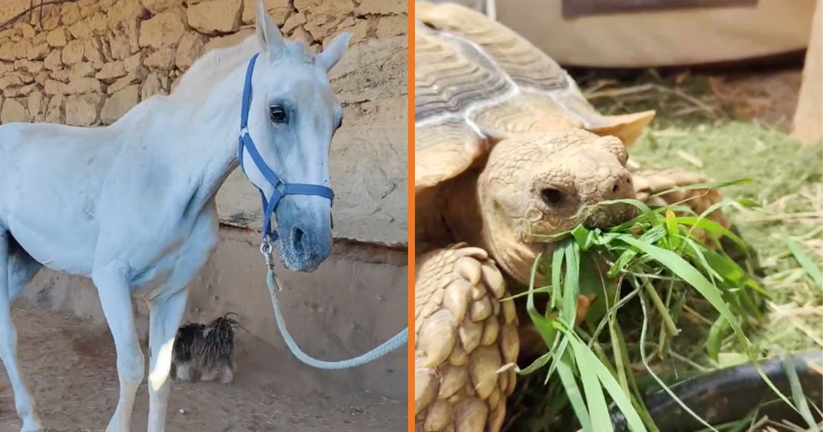Couple Rescue 500+ Animals After Quitting Jobs And Starting Animal ...