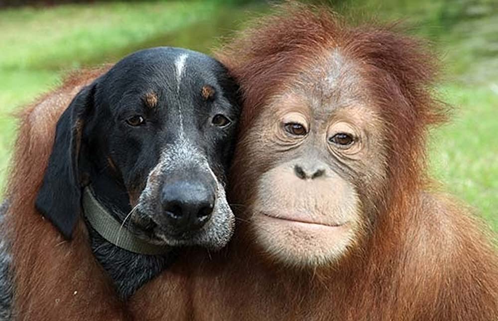 An orangutan with a dog for his best friend! - Hasan Jasim