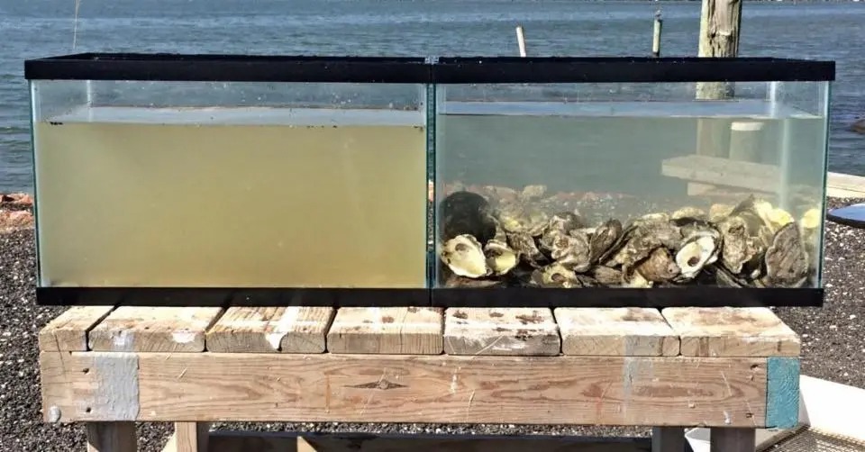 Two Tanks With The Same Water in Them, But One of Them Contains Oysters ...
