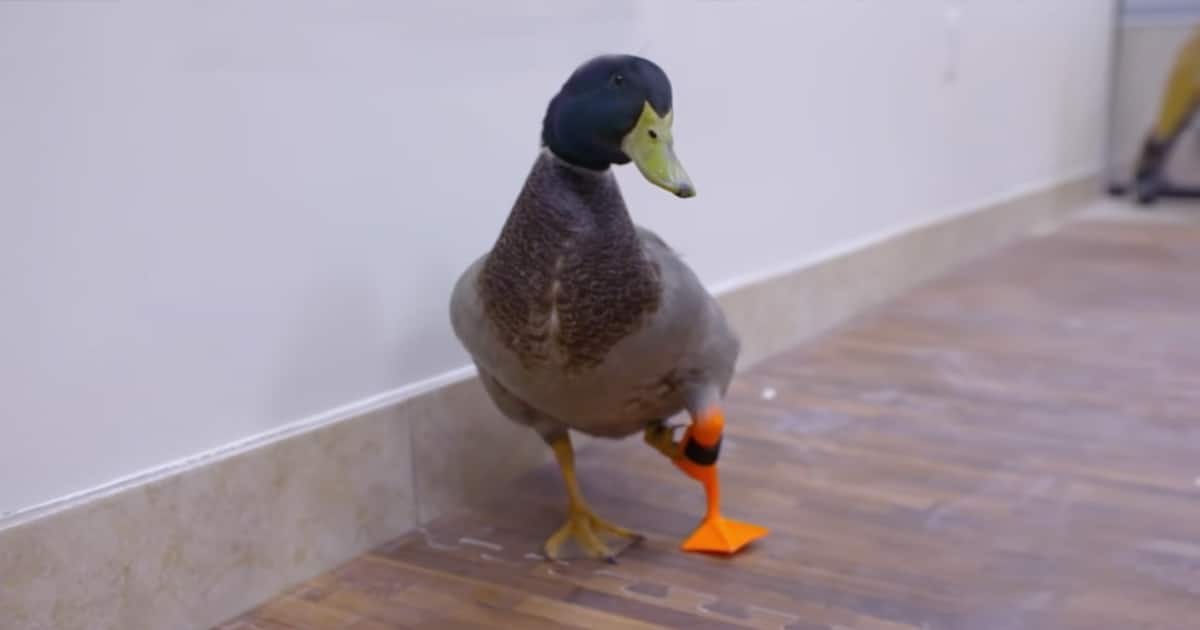 Waddles the Disabled Duck Takes His First Steps on His 3D-Printed ...