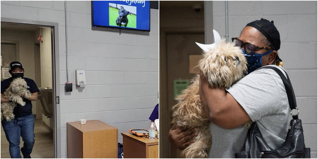 Missing Senior Dog Finally Unwinds When He Hugs His Mother Once More ...