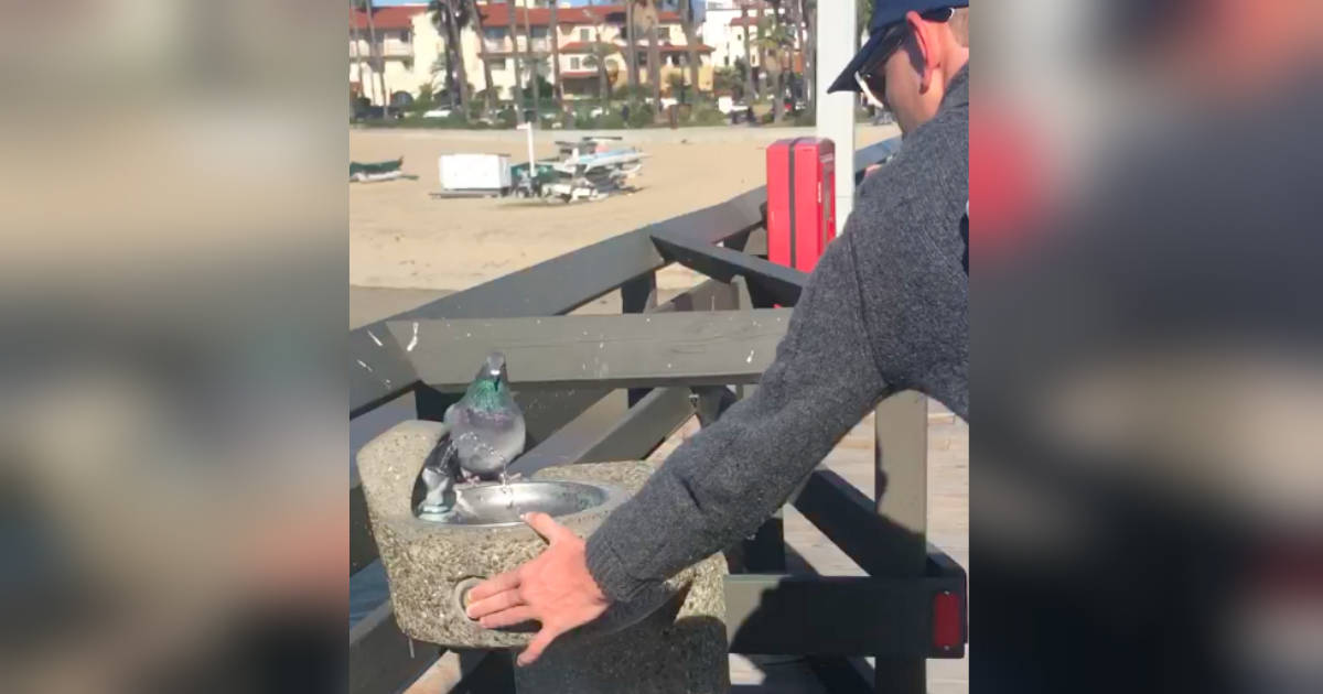 When The Nice Guy Realizes The Pigeon is Trying to Tell Him Something ...