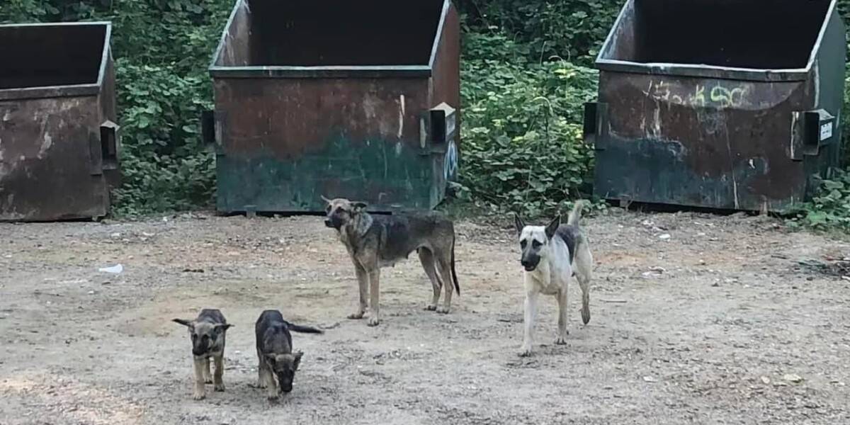The German Shepherd Family Refuses To Leave Dumpsters Where Their ...
