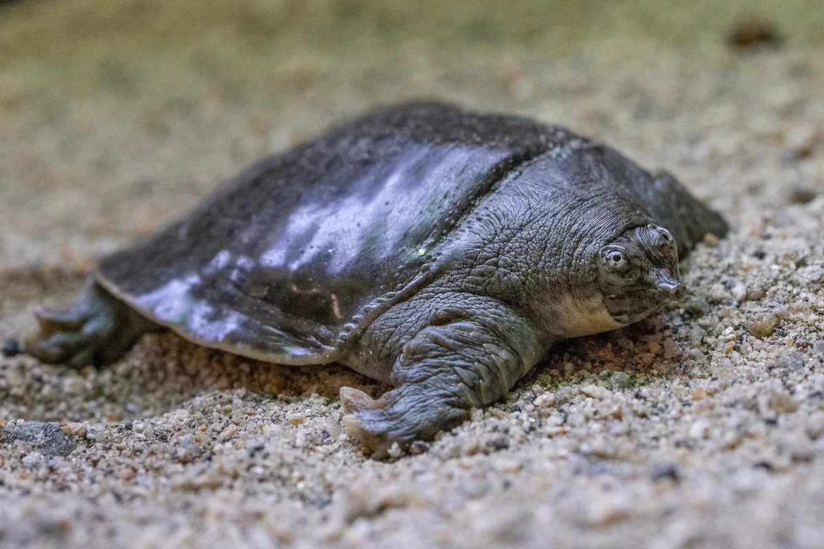 After 20 Years, Rare Turtles Finally Hatch at a US Zoo, and Wow Was The ...