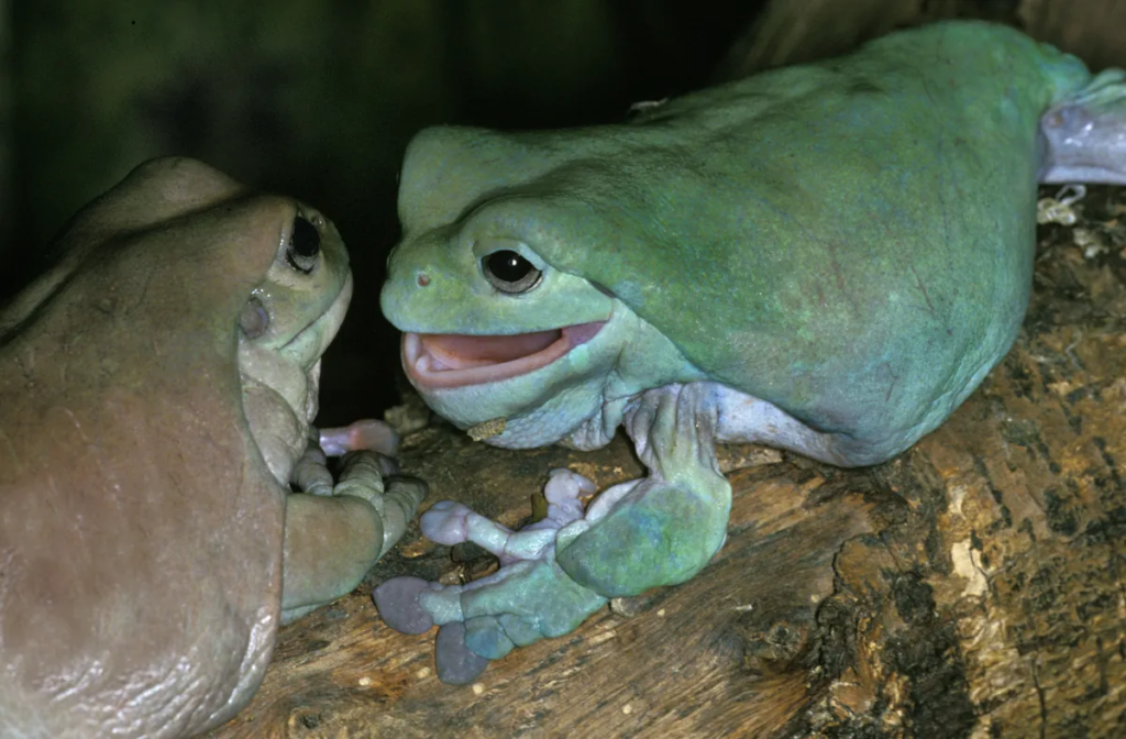 Nature’s Eternal Embrace: The Extraordinary Bond of Inosculation ...
