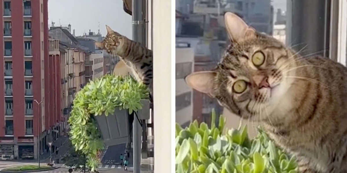 Guy On Balcony Had Awkward Encounter With His Neighbor's Cat - Hasan Jasim