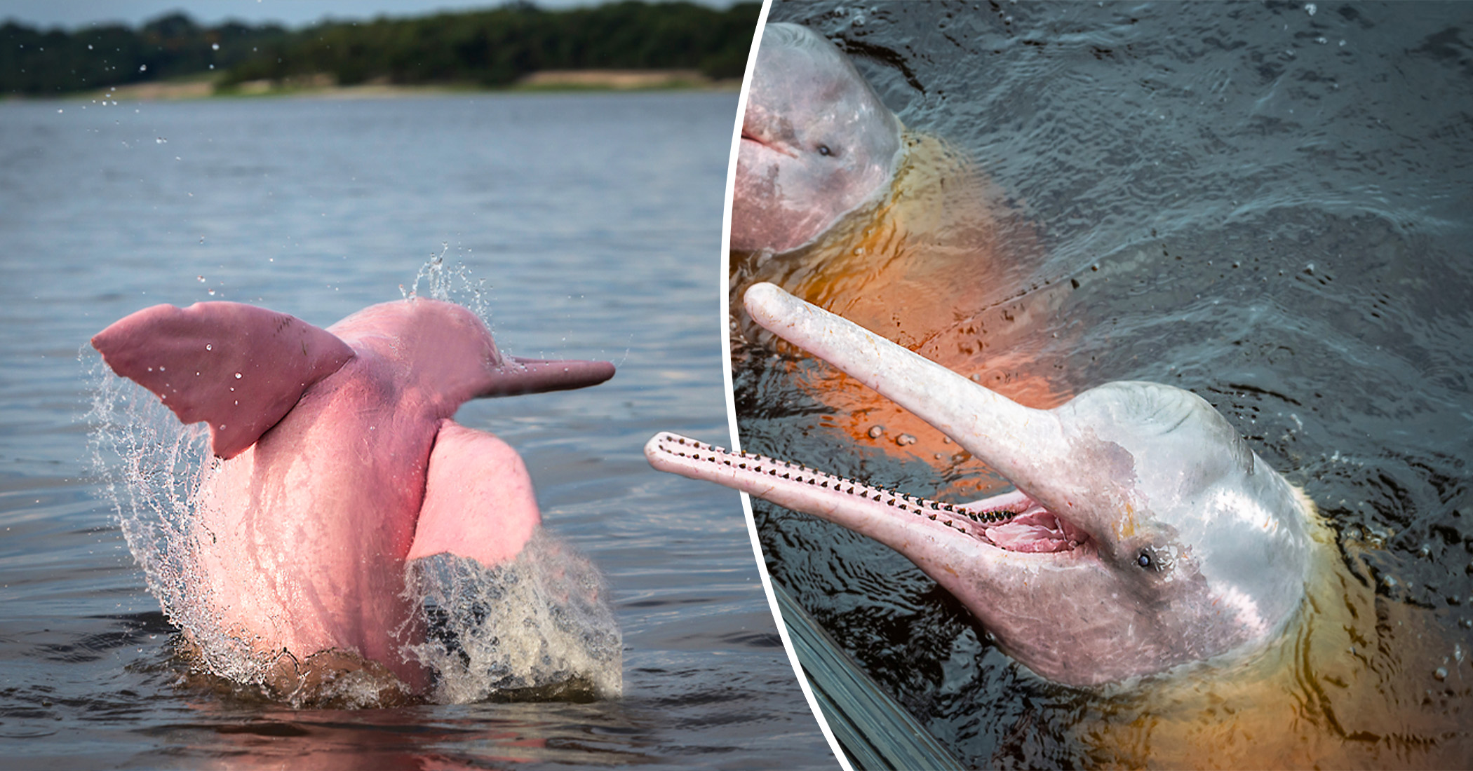 Strange Superstition Involving Pink Dolphins - Hasan Jasim