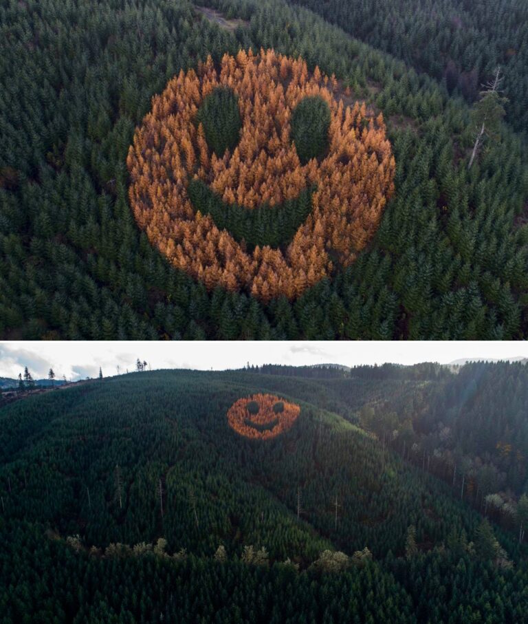 Every autumn, a massive smiley face of trees appears in Oregon — here’s ...