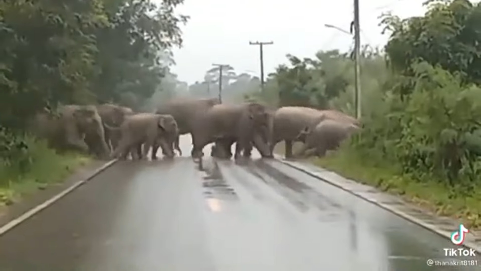 Driver Comes to a Halt to Allow Elephants to Cross The Road, and One of ...