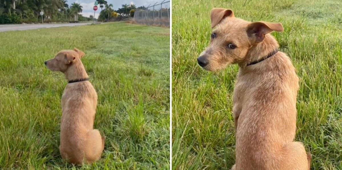Woman Discovers A Dog By The Side Of The Road Who Refuses To Stop ...