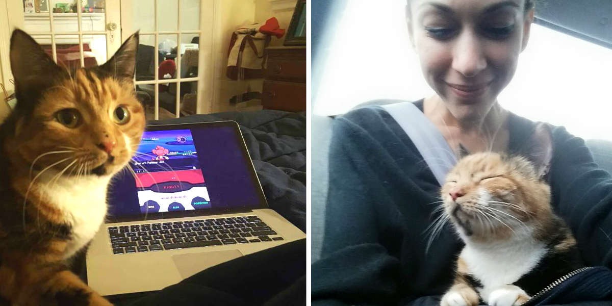 Cat Walks Across a Computer Keyboard — And Wins a Prize - Hasan Jasim