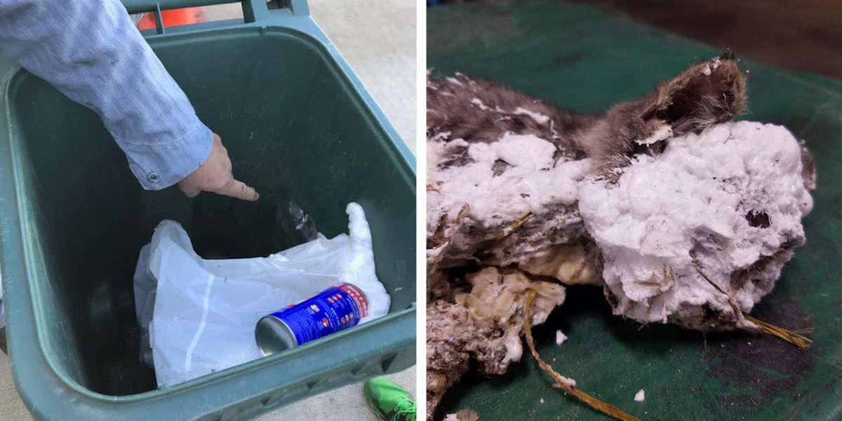 Rescued From Garbage: A Kitten Bin Wasn’t Even Resembling a Cat - Hasan ...