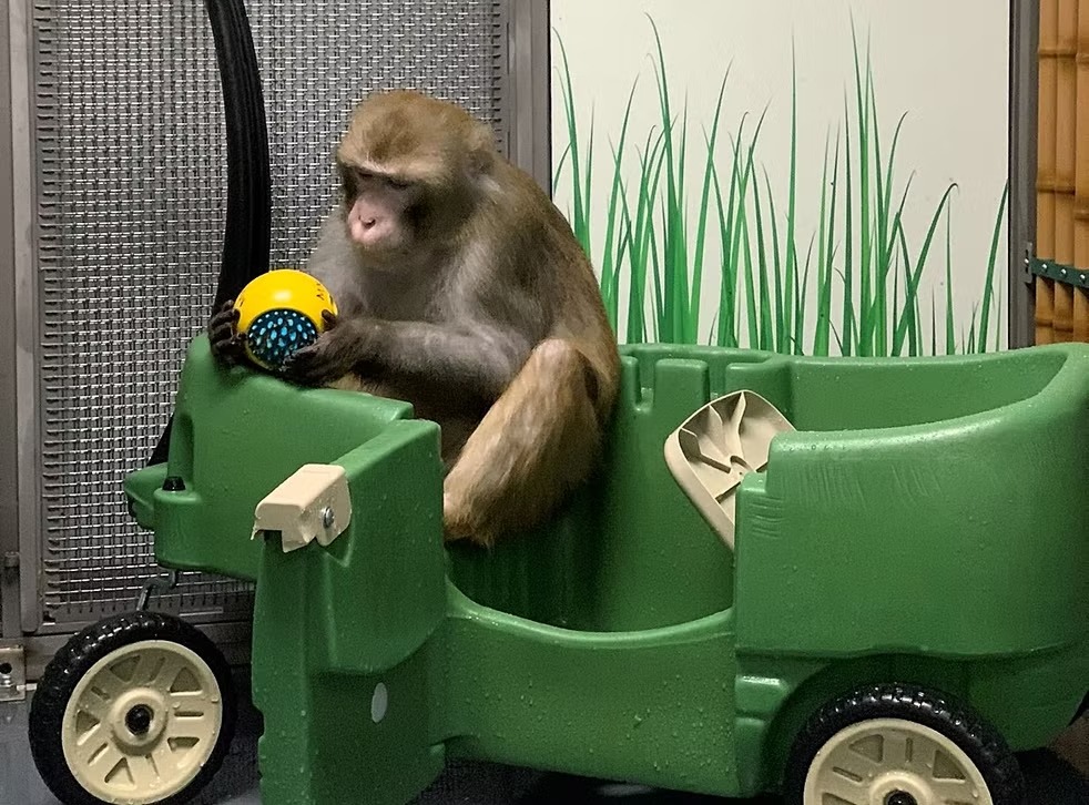15 Monkeys Allegedly Died During Brain Implant Testing At Elon Musk's ...