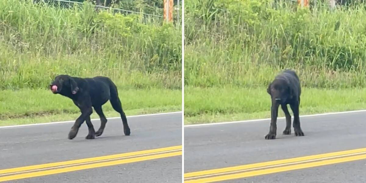 Puppy Waited Days For Family To Return For Him On Country Road After ...