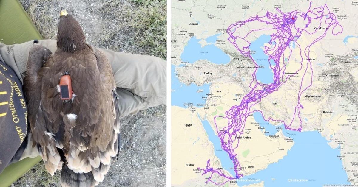 Amazing Map Displays Eagle Flight Paths Over the Course of a Year ...